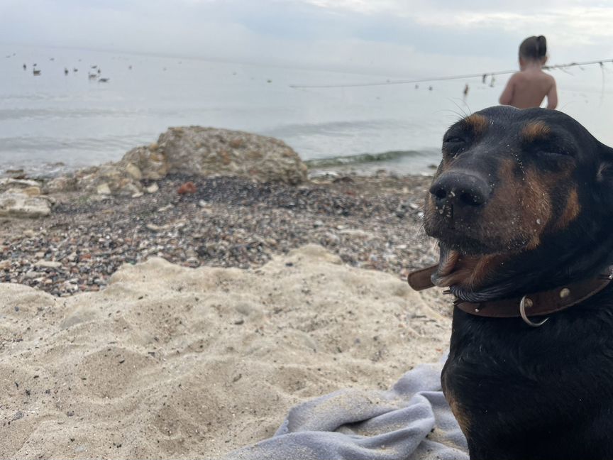 Собака в добрые руки