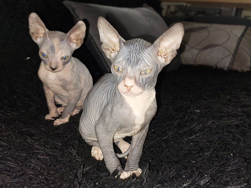 Донской сфинкс