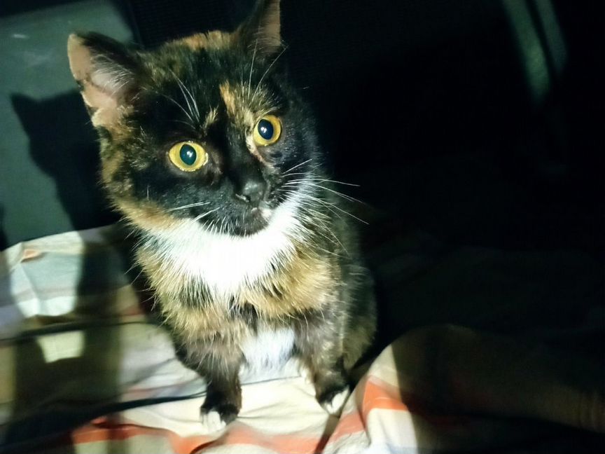 Трехцветная кошка