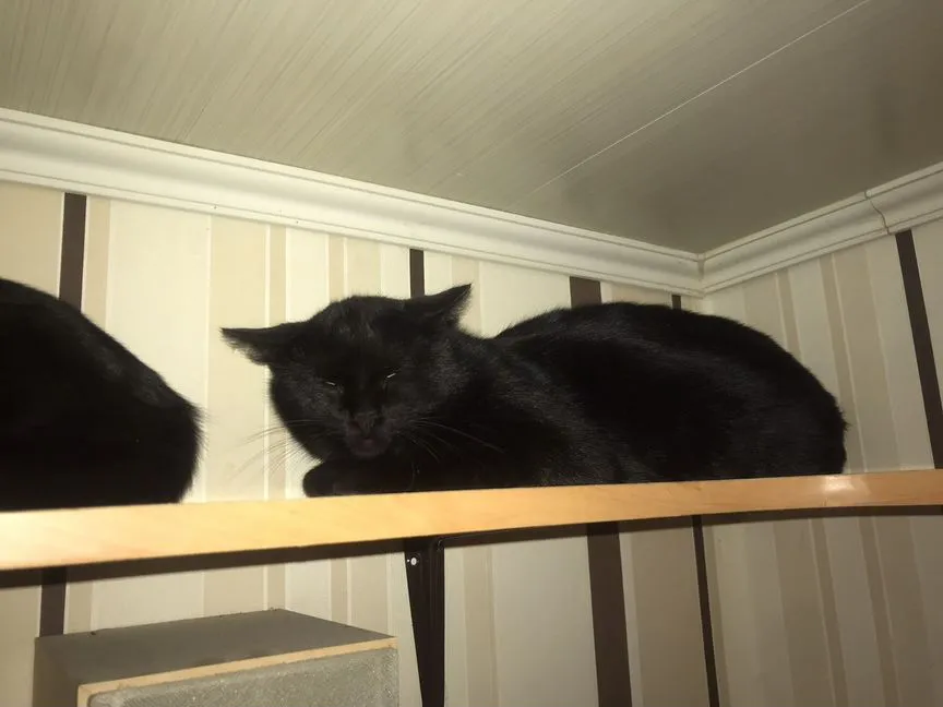 Найдена кошка