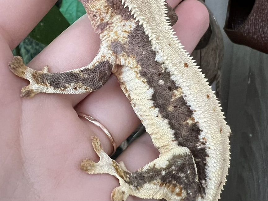 Геккон реснитчатый бананоед