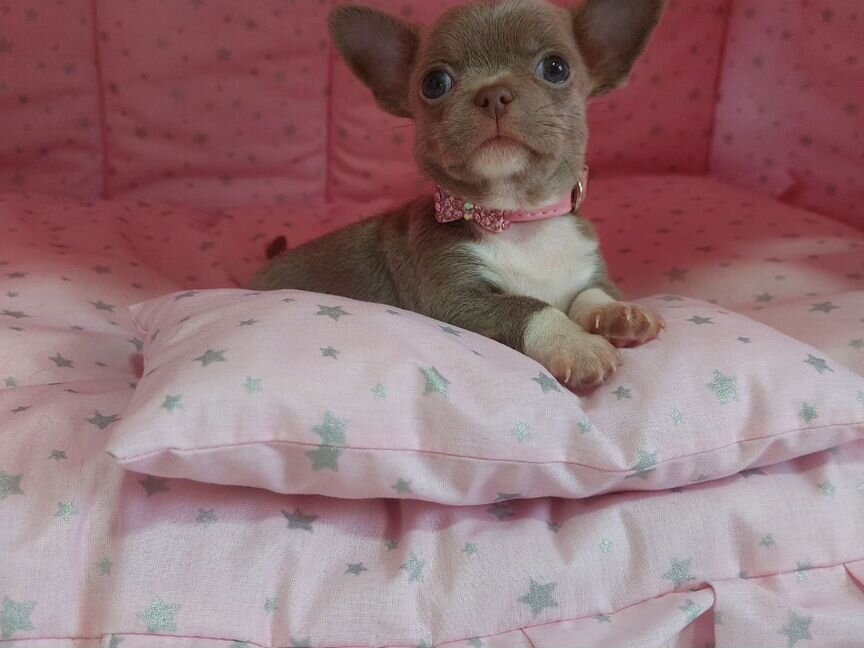 Чихуахуа лиловая девчишечка