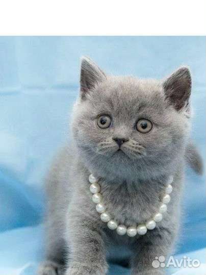 Британские котята короткошерстные
