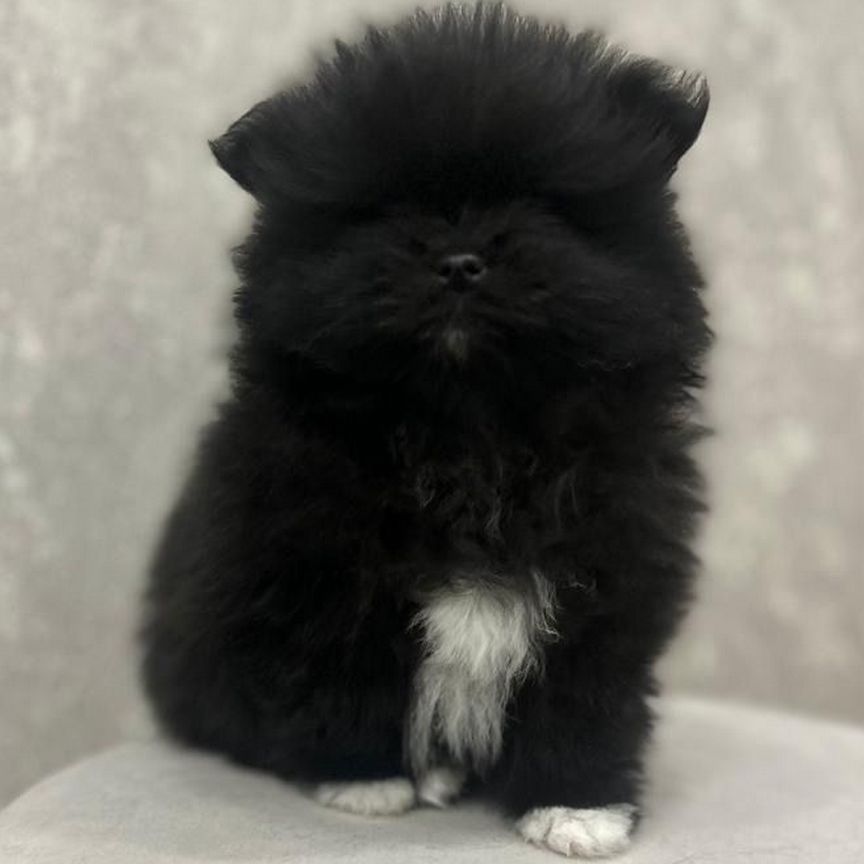 Померанский шпиц, щенок