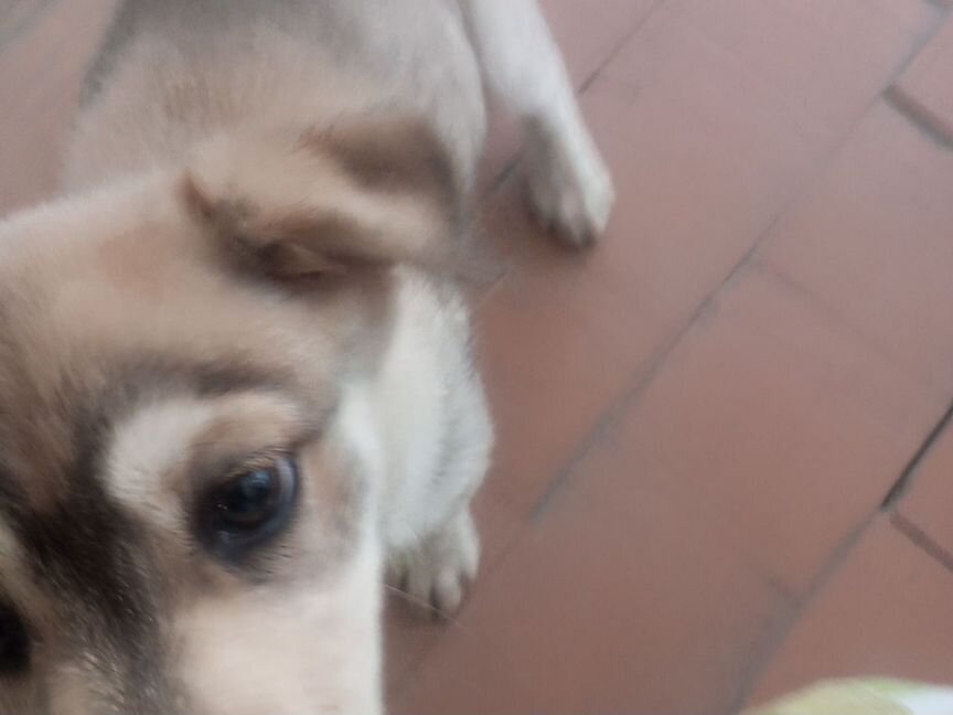 Маленькая собачка в добрые руки