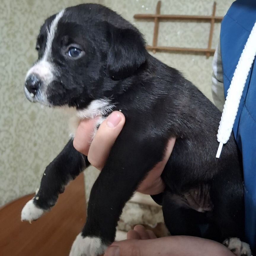 Щенок от частного владельца