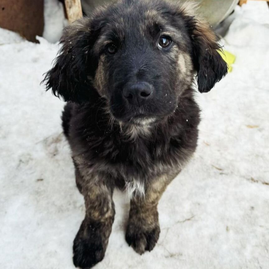 Щенок-мальчик в дар