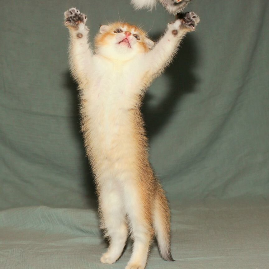 Шотландские котята шиншиллы окраса золото ny25