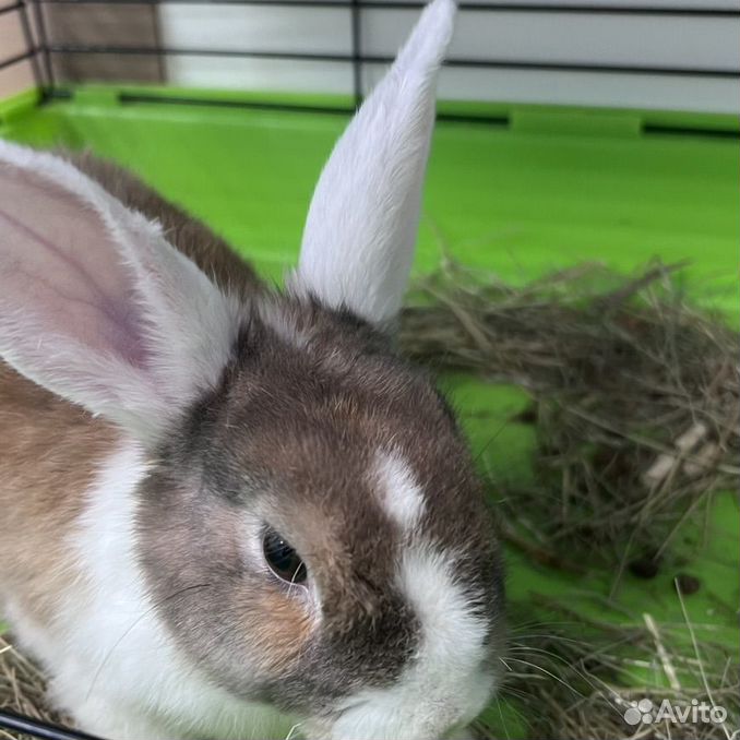 Декоративные кролики в добрые руки