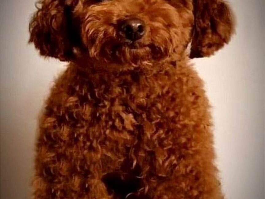 Карликовый пудель