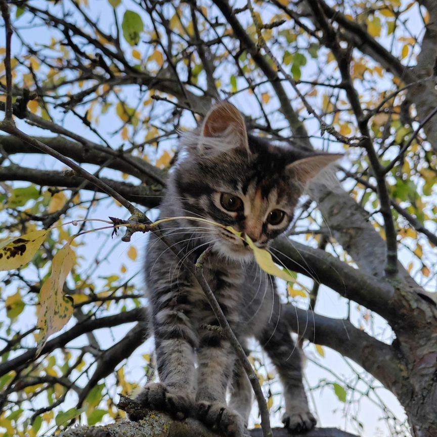 Котята в добрые руки бесплатно