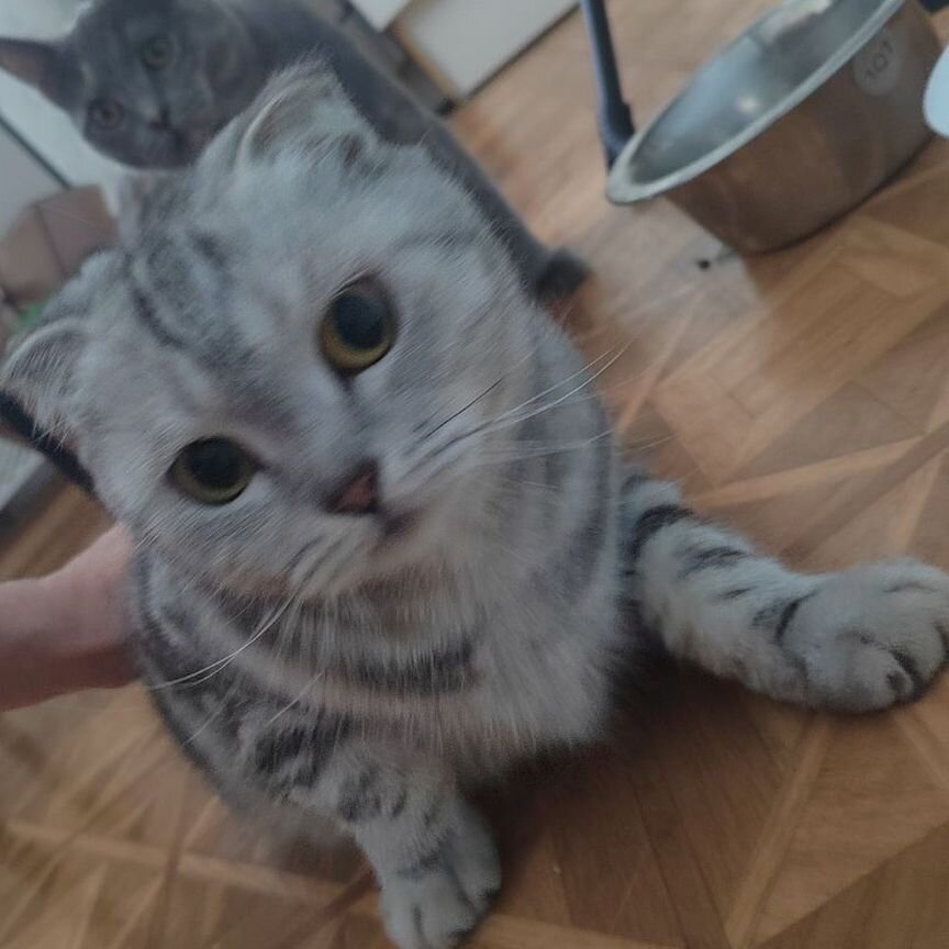 Шотландская вислоухая длинношёрстная, взрослая кошка