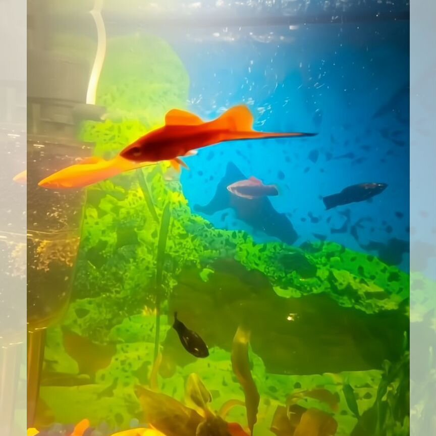 Аквариумные рыбки меченосцы