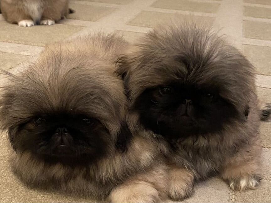 Красивые и породные щенки пекинеса