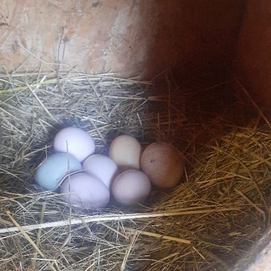 Яйца на инкубацию