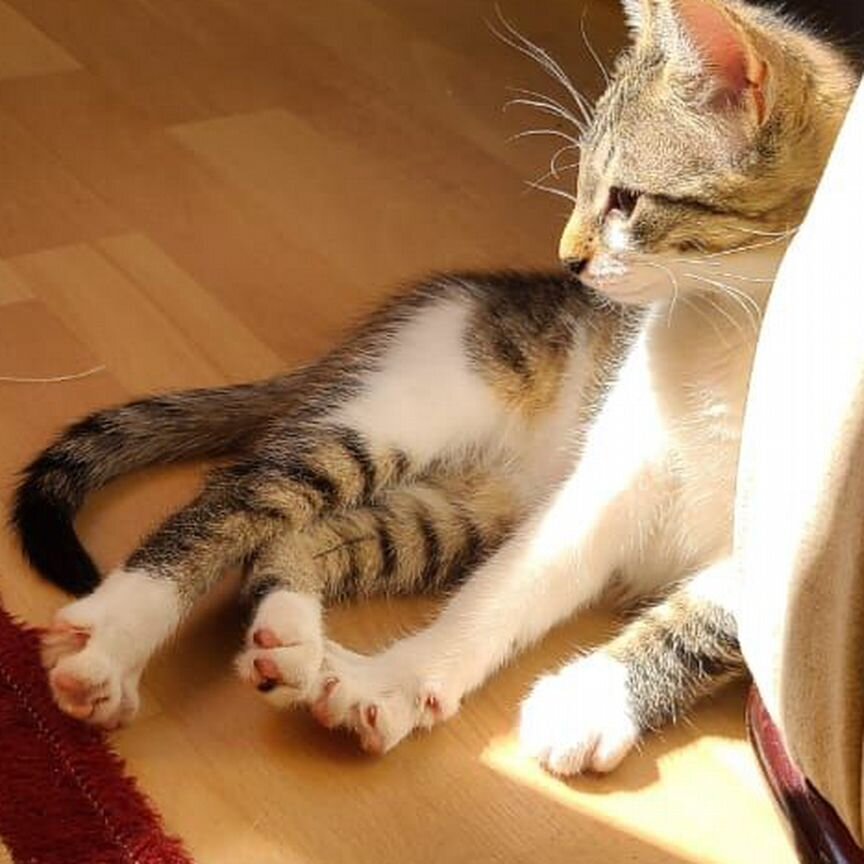 Котёнок бесплатно