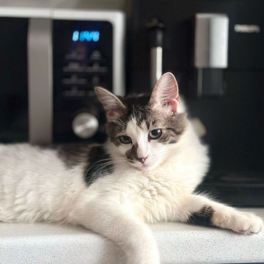 Сибирский котенок мальчик