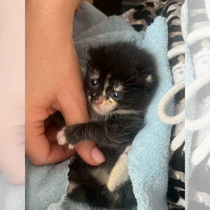 Котенок ищет дом