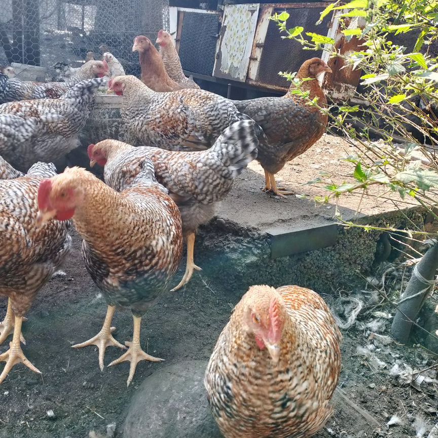 Петухи Белифельдер
