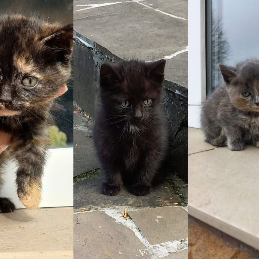 Котята в добрые руки даром