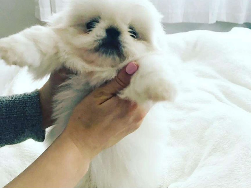 Королевский пекинес