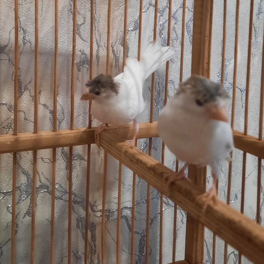 Канарейки молодые