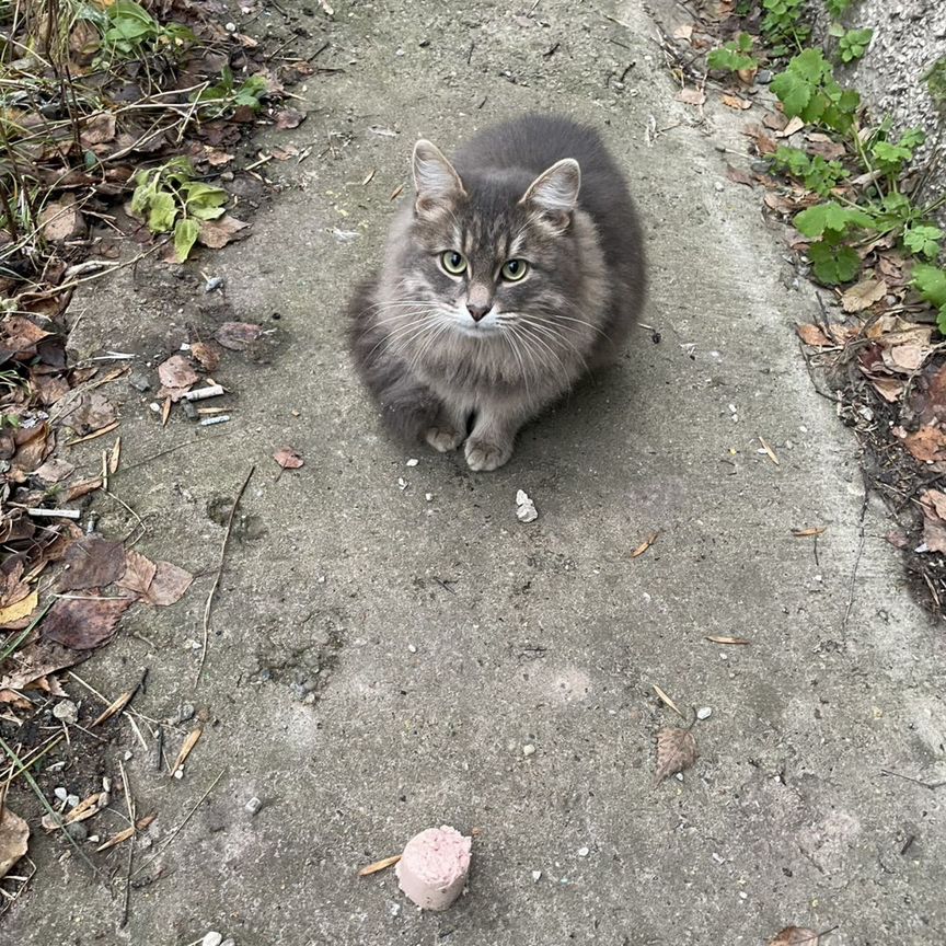 Помогите спасти котика