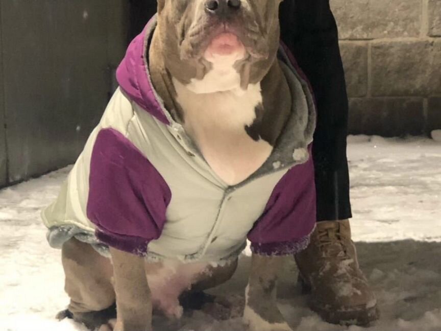 Американский булли в совладение