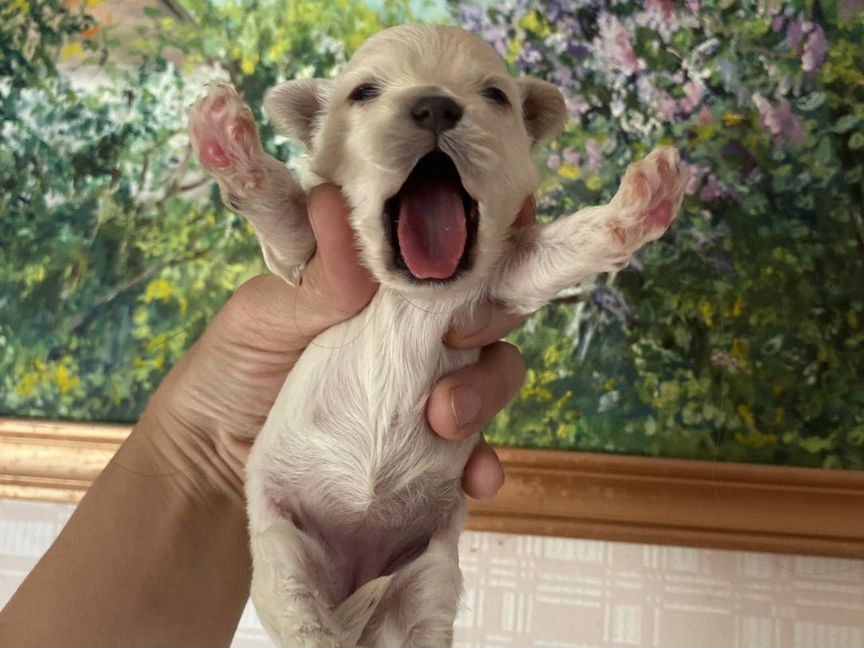 Мальтипушечка