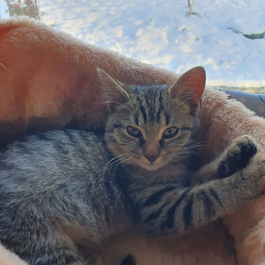 Отдам в добрые руки котёнка