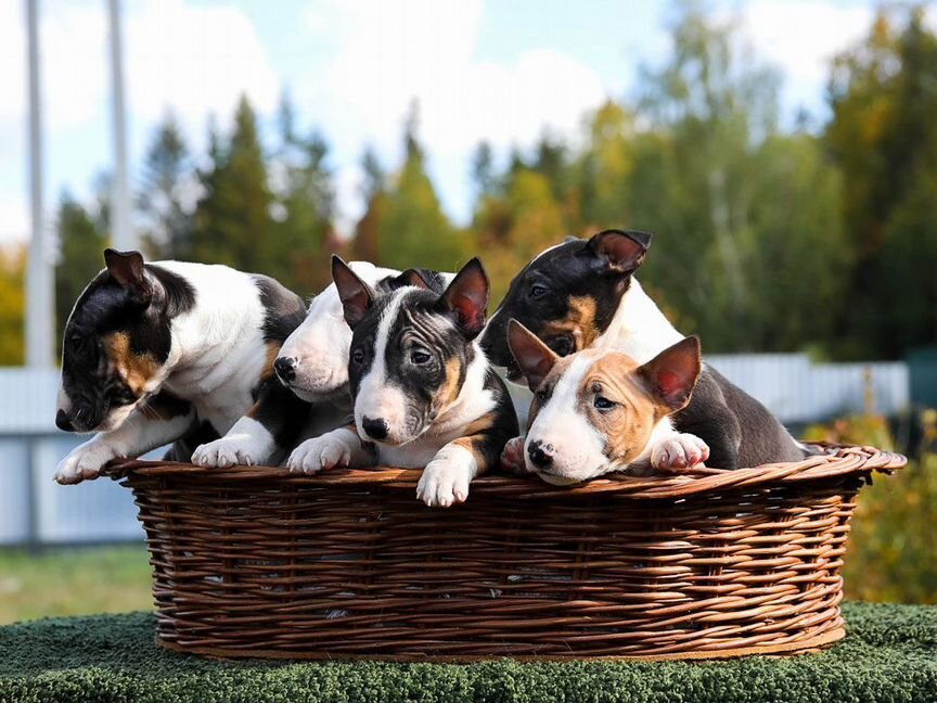 Минибульки щенки