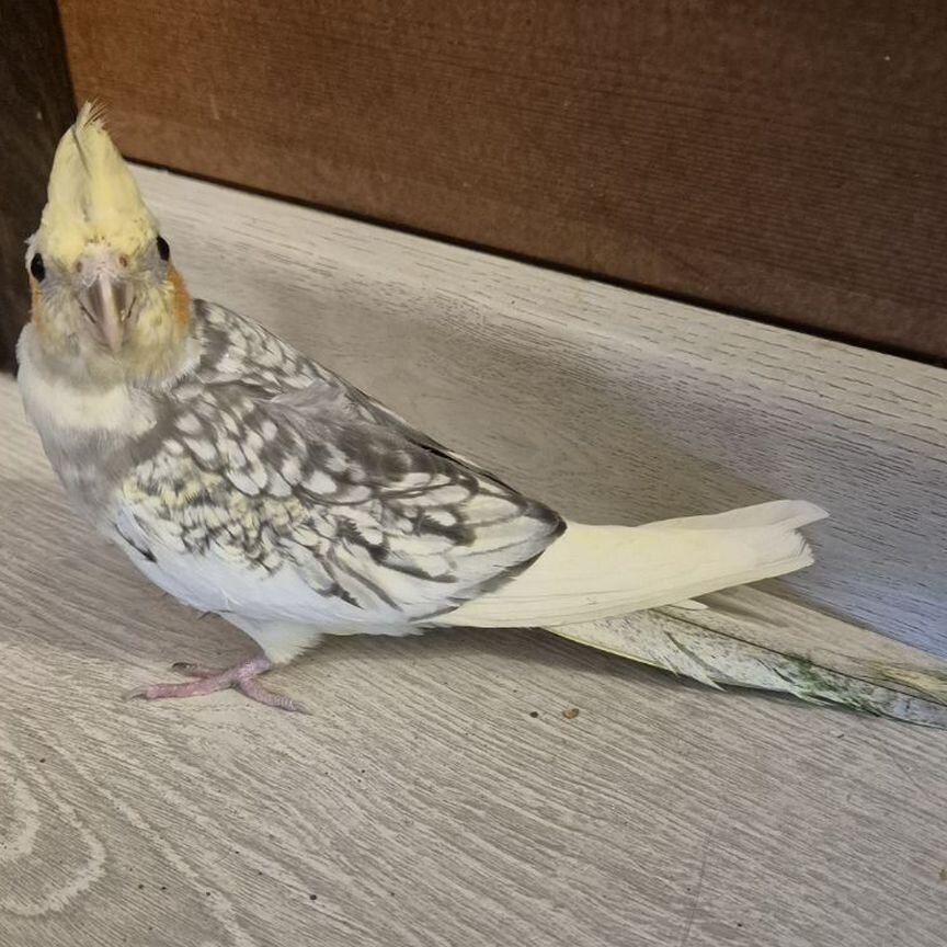 Попугай корелла прелестные дети