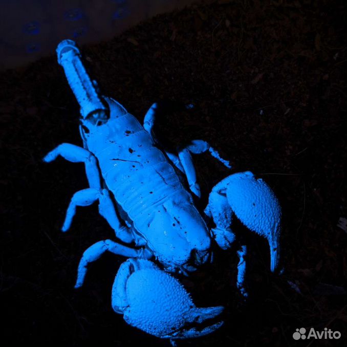 Большой чёрный скорпион