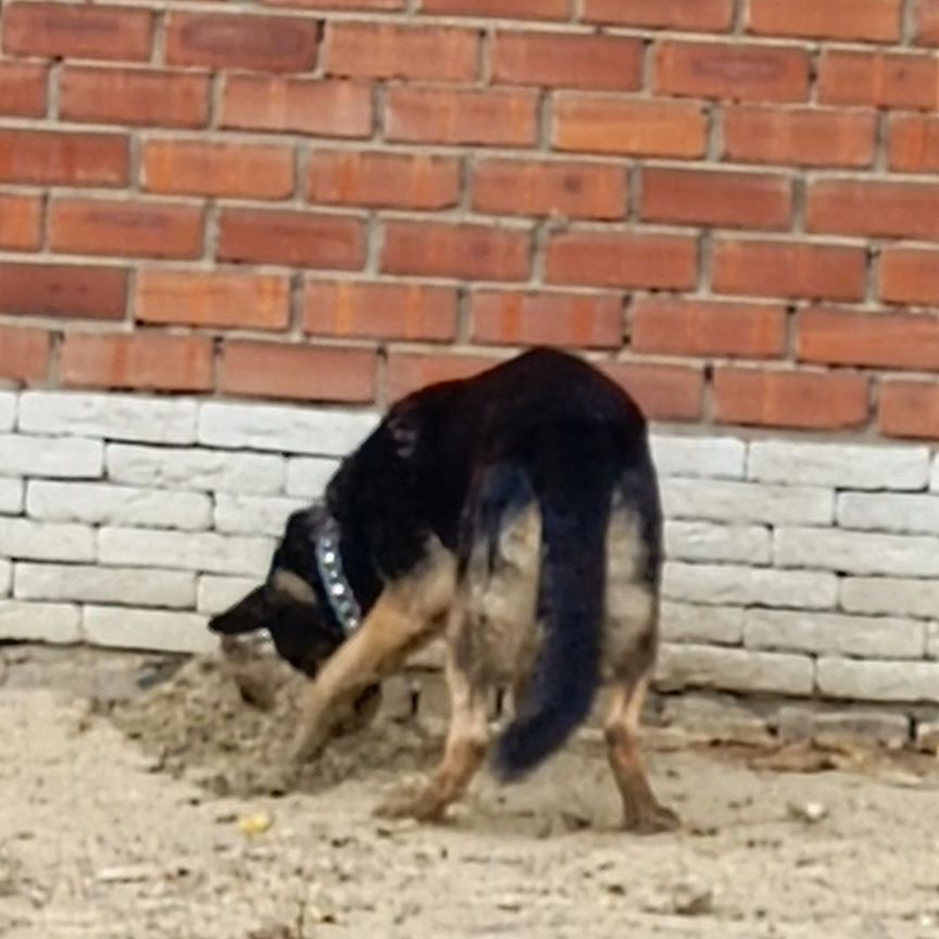 Овчарка потеряшка