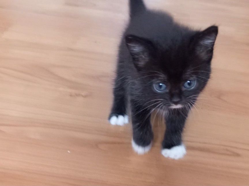 Кошка