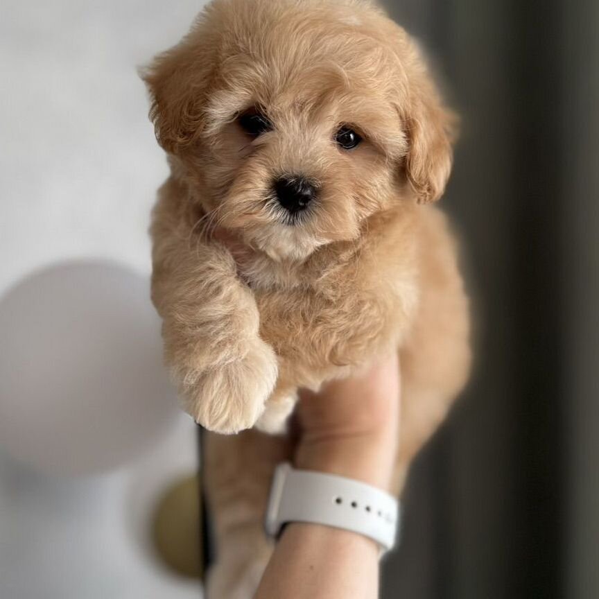 Мальтипу f1 девочка