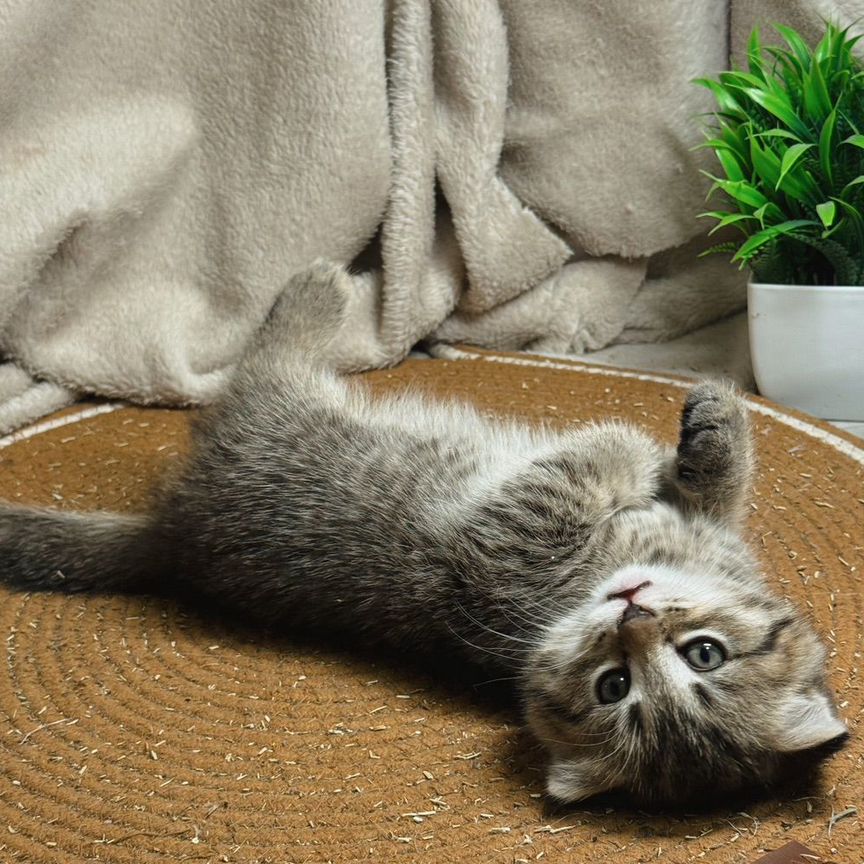 Шотландский вислоухий короткошёрстный котёнок