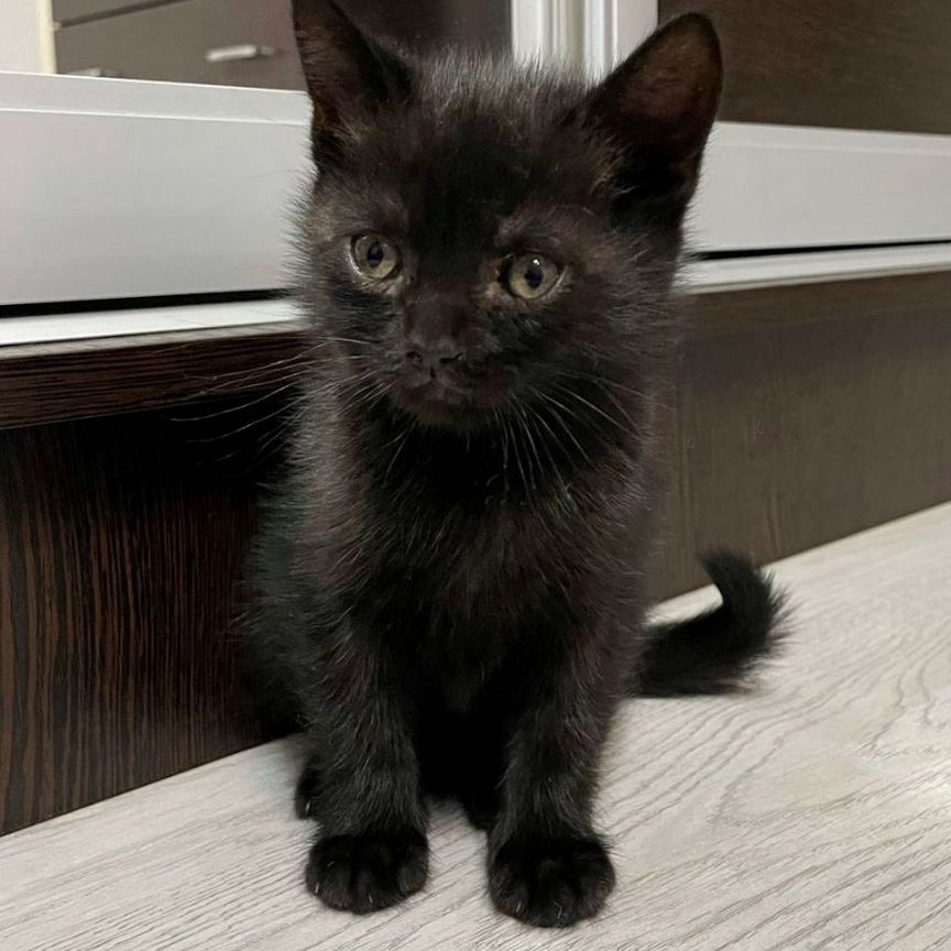 Чёрный котёнок