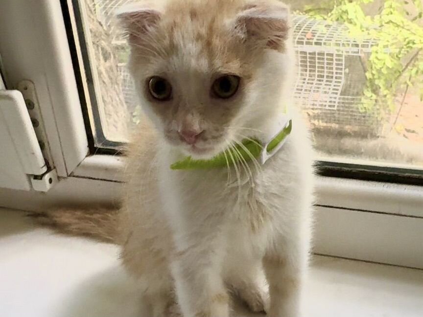 Вислоухая девочка