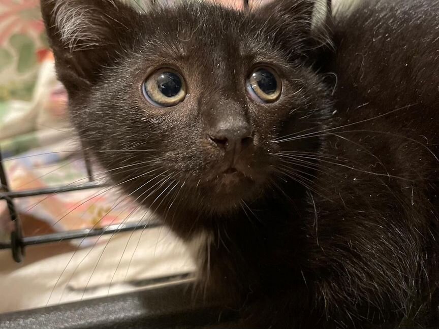 Котенок Тёма