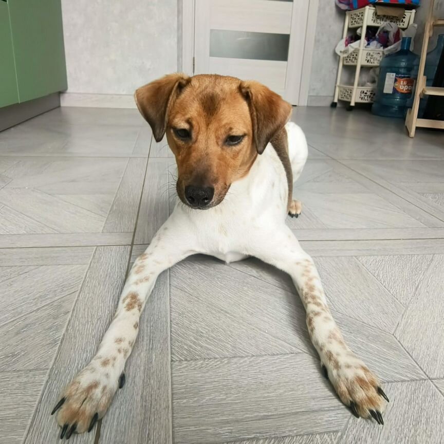 Джек рассел