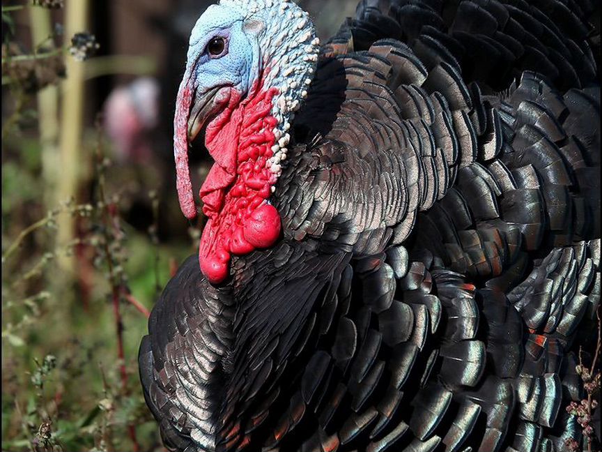 Индюки домашние