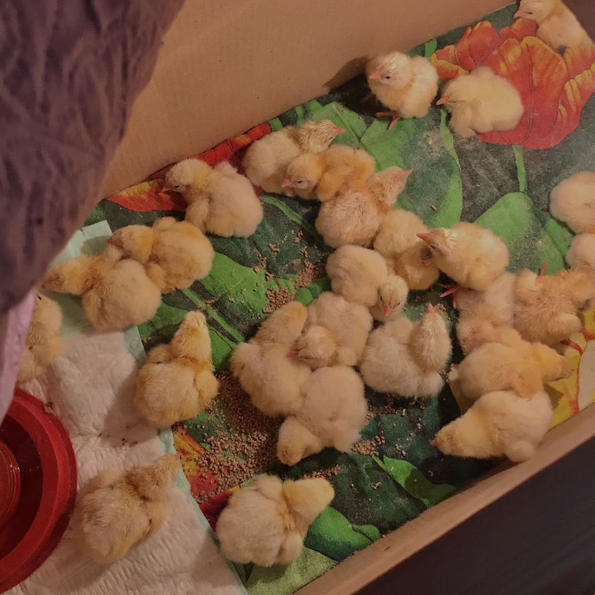 Цыплята суточные бройлер Росс 308 Венгрия