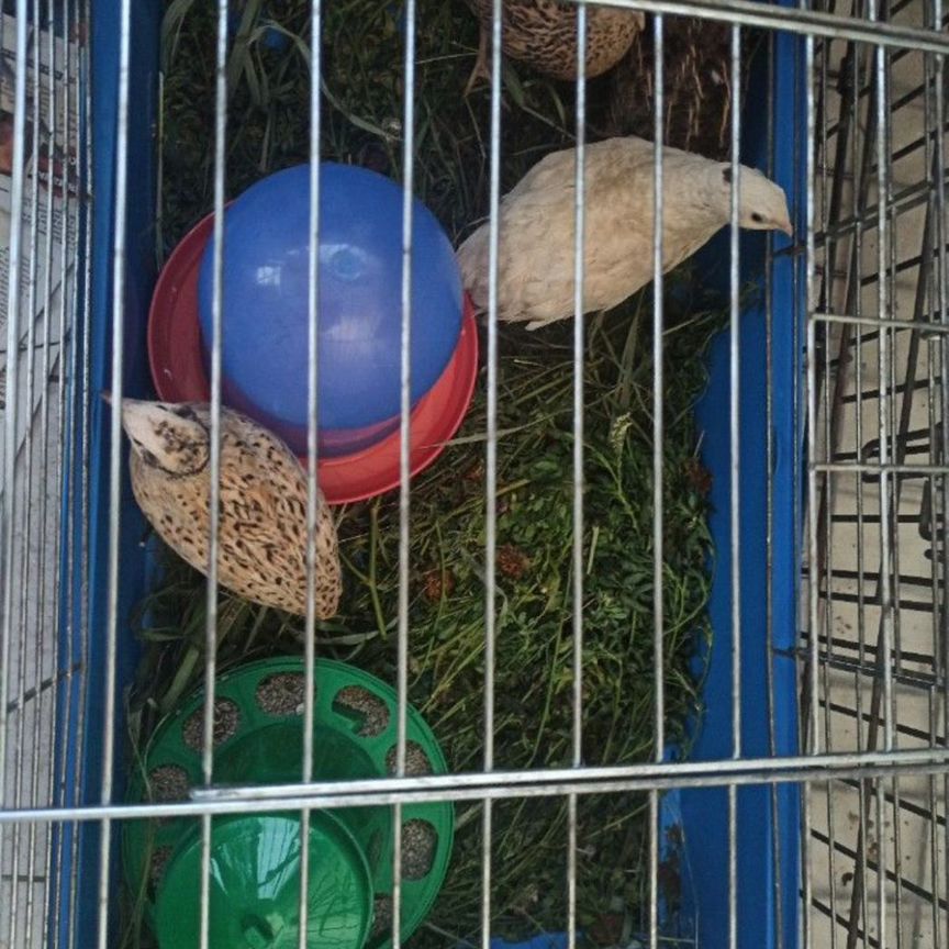 Перепела семья