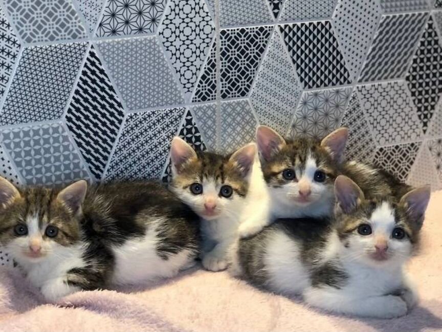 Котята (спасли от смерти)