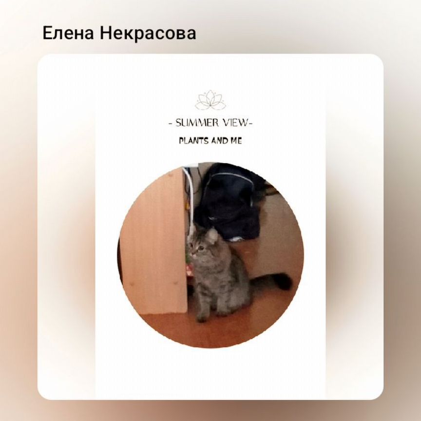 Кошечка молодая в хорошие руки.Подкинули