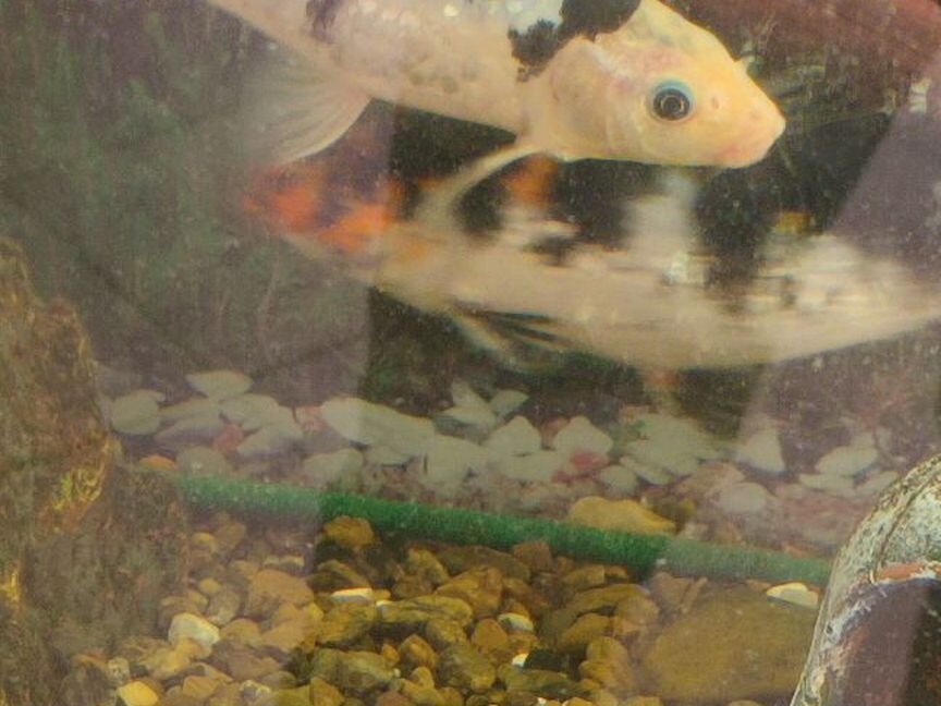 Аквариумная рыба большая Карп Кои