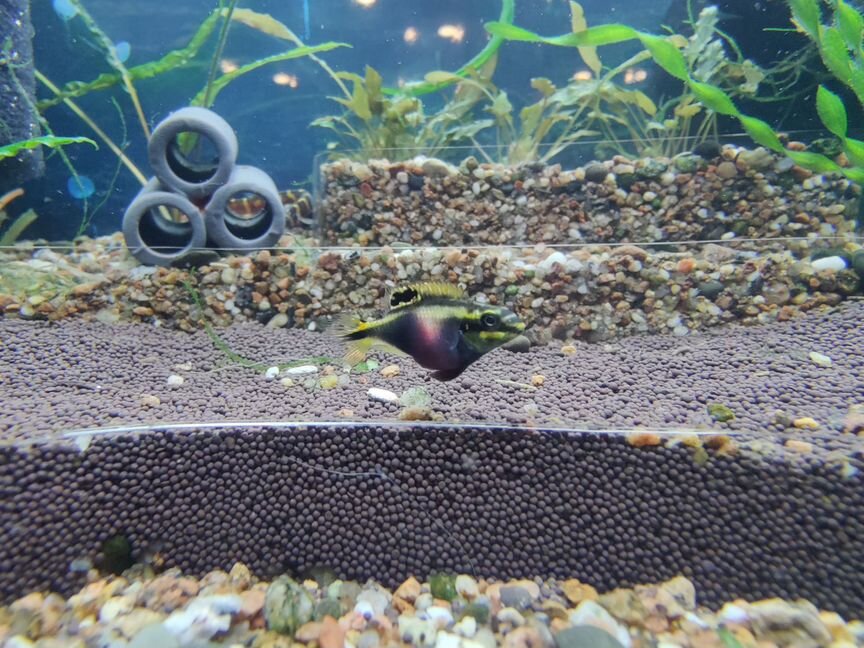 Пельвикахромис пульхера