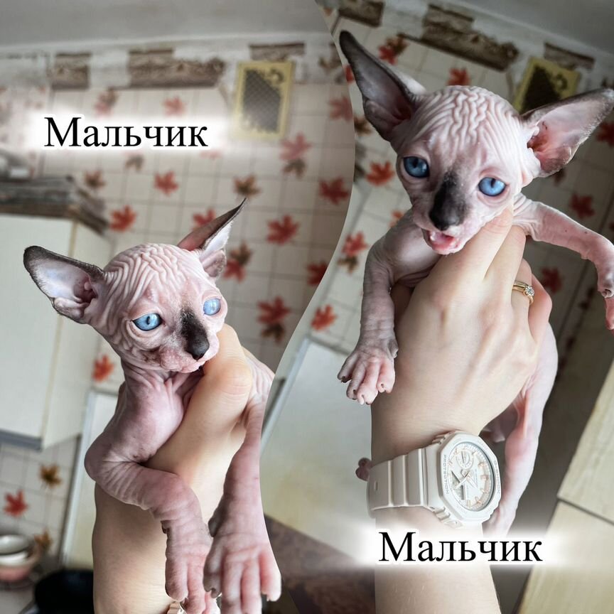 Канадский сфинкс