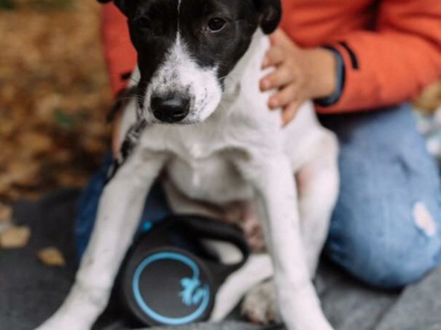 Ричи ищет хозяина